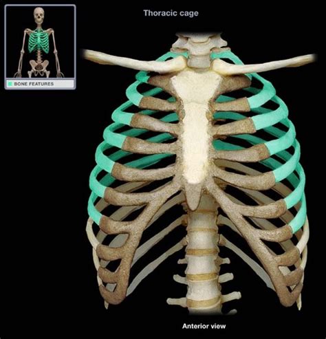Thoracic Bone Cards Flashcards Quizlet