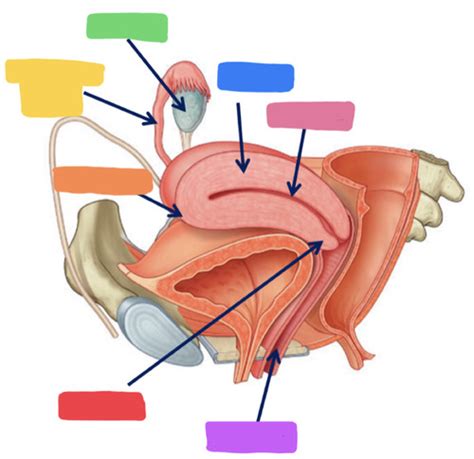 Pelvic Viscera Flashcards Quizlet