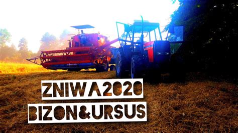 Żniwa 2020 z Bizonem z056 koszenie poległego jęczmienia 2x Ursus w