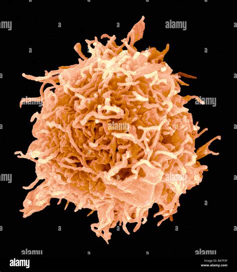B Cell Coloured Scanning Electron Micrograph SEM B Cells Are A Stock