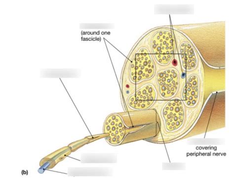 Nerve In Cross Section Diagram Quizlet
