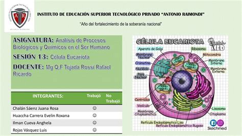 Célula Eucariota Rosy C Sáenz uDocz