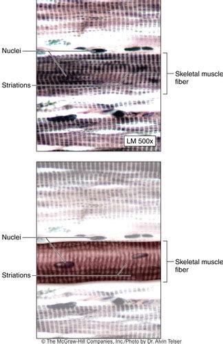Chapter Muscles And Muscle Tissue Flashcards Quizlet