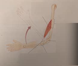 Synovial Joint Movements Diagram Diagram Quizlet