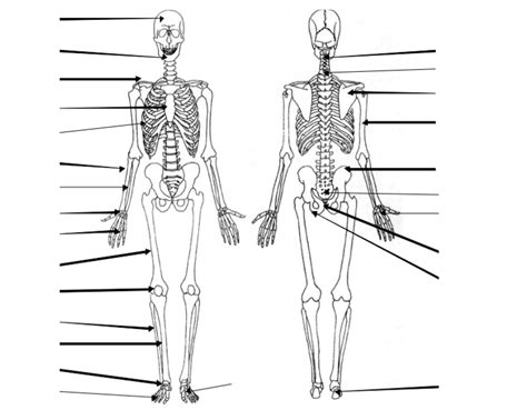Diagramme De Squelette Vue Ant Rieure Et Post Rieure Quizlet