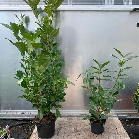 Prunus Laurocerasus Rotundifolia Cherry Laurel Dundonald