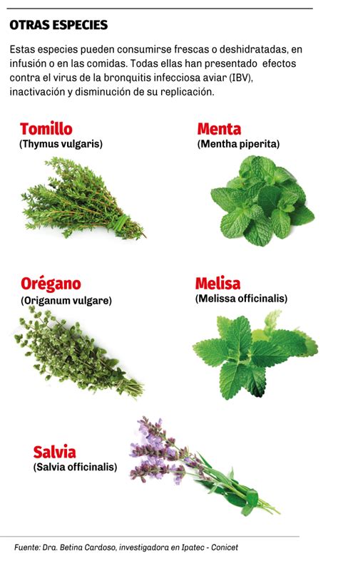 Details 48 árboles medicinales y para que sirven Abzlocal mx