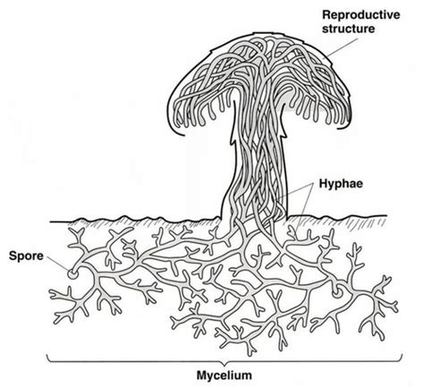Fungus Flashcards Quizlet