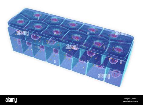 Stratified Squamous Epithelium Hi Res Stock Photography And Images Alamy