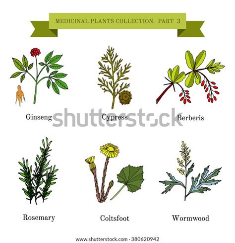 Vintage Collection Hand Drawn Medical Herbs Stock Vector Royalty Free