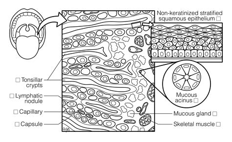 Tonsil FINAL VERSION Histology Coloring Book