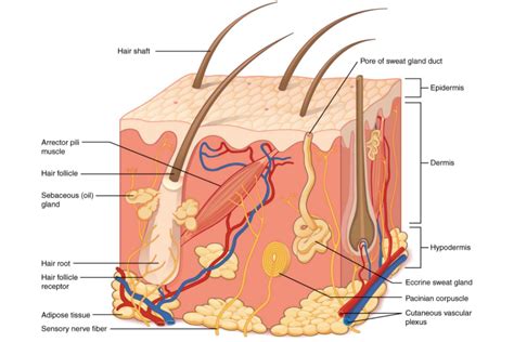 Label The Parts Of The Integumentary System