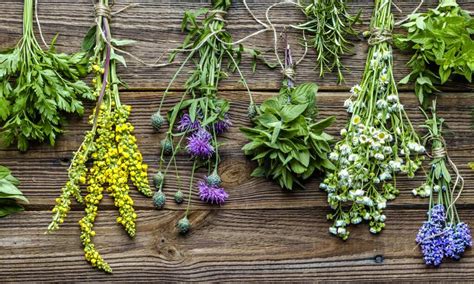 Las 7 plantas medicinales imprescindibles Descubre sus INCREÍBLES
