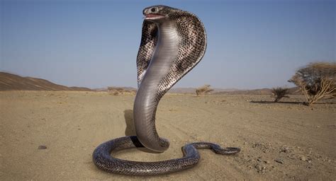 3d Hd King Cobra Snake Model