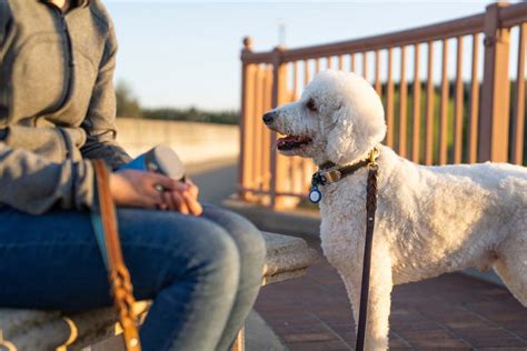 Razas de perros de asistencia ideales para ofrecer ayuda y compañía
