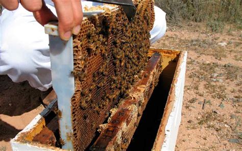 Cría de abejas reinas