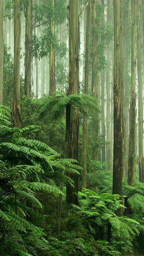 Rainforest IPhone Wallpapers Top Free Rainforest IPhone Backgrounds