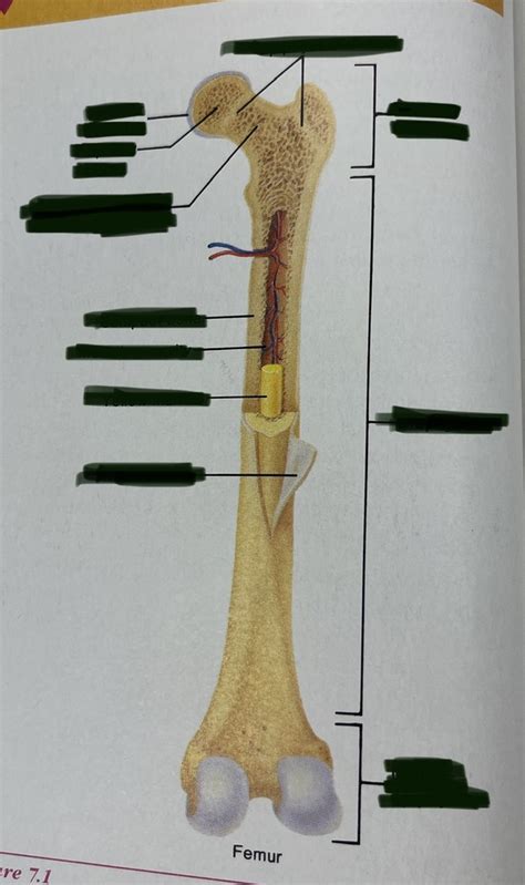 Anatomy Long Bone Diagram Quizlet