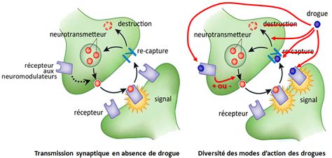 Synapse Et Drogue Svt De La Grenouille