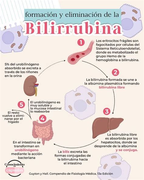 Conocimiento en Cápsulas en Instagram CICLO DE LA BILIRRUBINA El