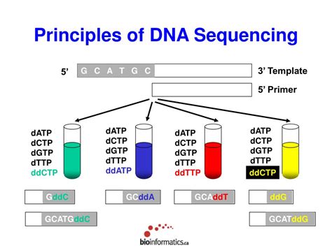 Ppt Sequencing Sequence Alignment Software Powerpoint Presentation