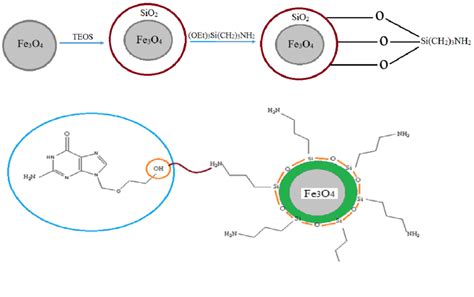 general route for the synthesis and interaction of fe3o4 sio2 nh2 with download scientific