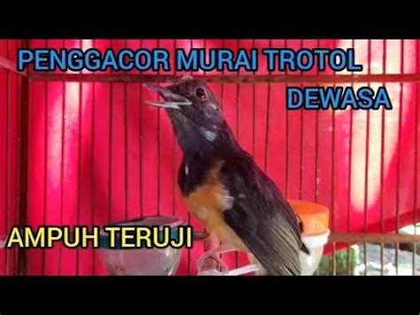 Murai Batu Betina Murai Betina Gacor Untuk Penggacor Trotol Jantan