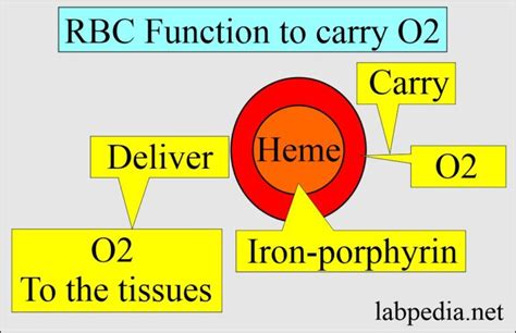 Hemoglobin Part Hemoglobin Hb Structure And Functions