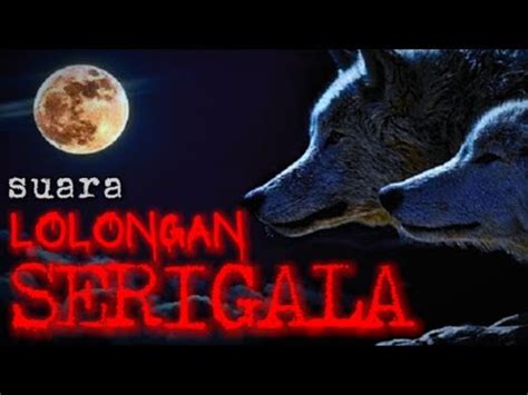 SUARA LOLONGAN SERIGALA BERSAHUTAN DIMALAM HARI YouTube