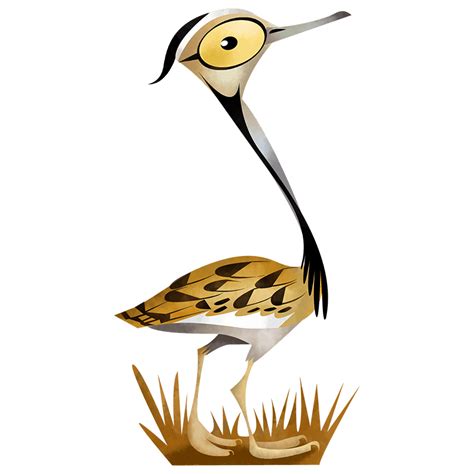 MacQueen S Bustard