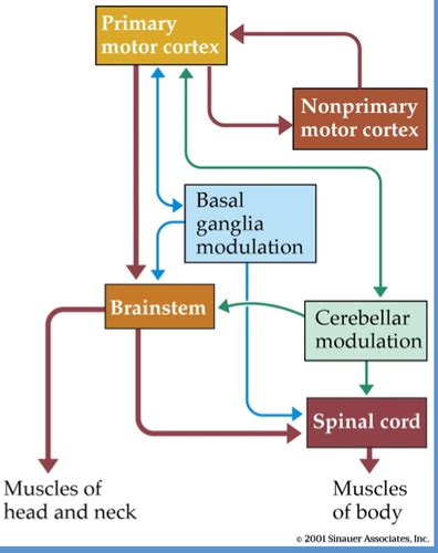 Neuro 3 Motor Control Flashcards Quizlet