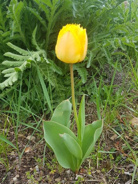 Tulip Kuning Bunga Tulp Musim Semi Foto Gratis Di Pixabay Pixabay