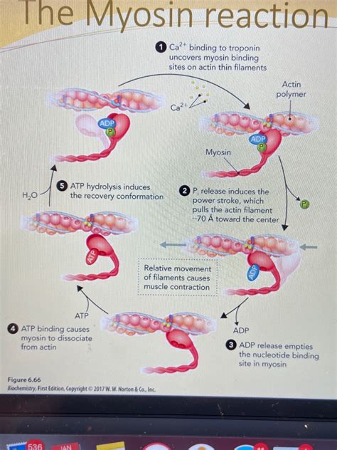 8 Enzyme Regulation Flashcards Memorang
