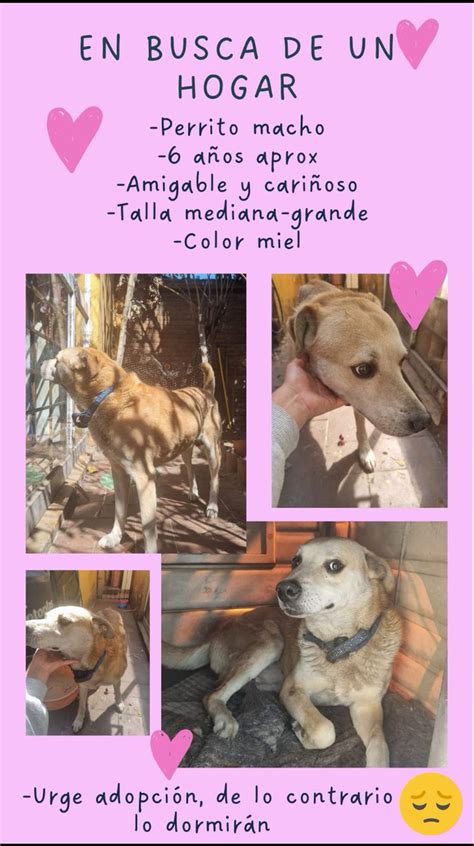 En la Del Valle on Twitter RT lucybell a Este pequeño busca un