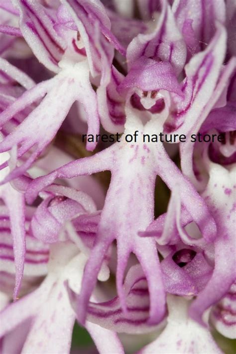 Orqu Deas De Hombre Desnudo Ahorcado Orchis Italica Etsy M Xico