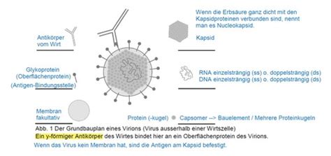 Bio Ns Viren Karteikarten Quizlet
