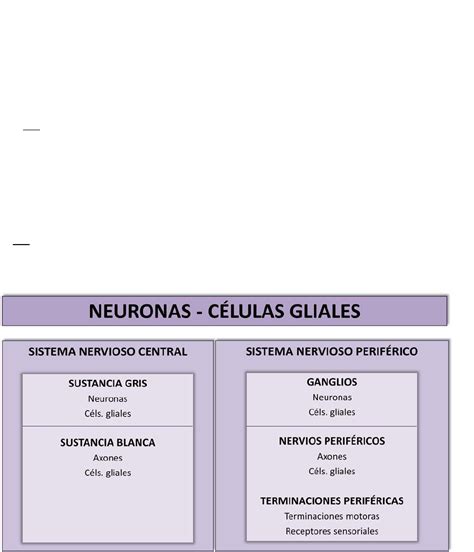 Resumen Histologia Ross Tejido Nervioso Histologia I