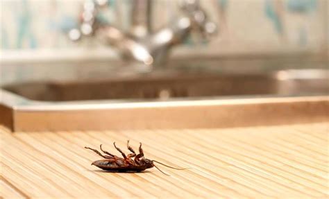 Remedio Casero Para Alejar Las Cucarachas Voladoras De Casa