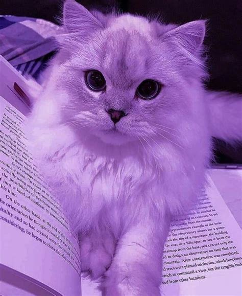 Cute Purple Cat With Book Lover Fotos De Gatinhos Fotos De Animais
