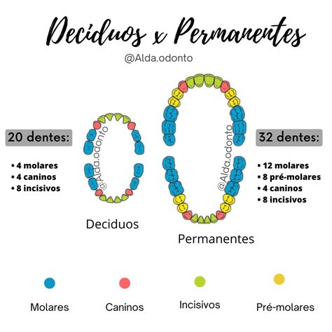 Nomenclatura Dentes permanentes e decíduos Assistente de dentista