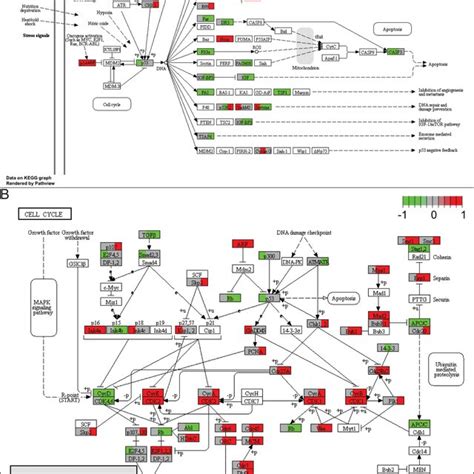 Kyoto Encyclopedia Genes And Genomes KEGG Pathway Analysis Of