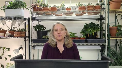 23 Beginning Gardener Series How To Grow Annual Flowers By Seed Indoors