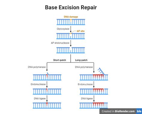 Dna Repair Mechanisms Definition Types Regulations Applications