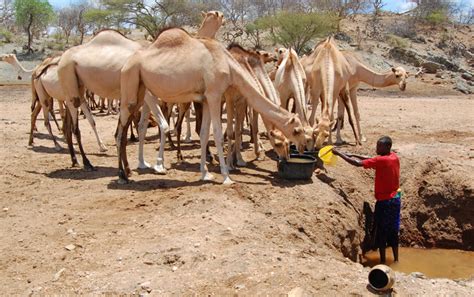 Drought In Kenya