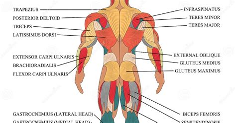 Diagram Of Human Muscles Back View Diagramaica Images And Photos Finder