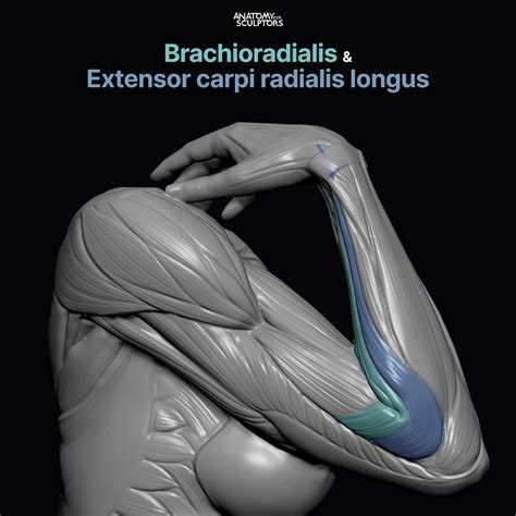 Anatomy For Sculptors On Twitter What Creates That Bump On The Side