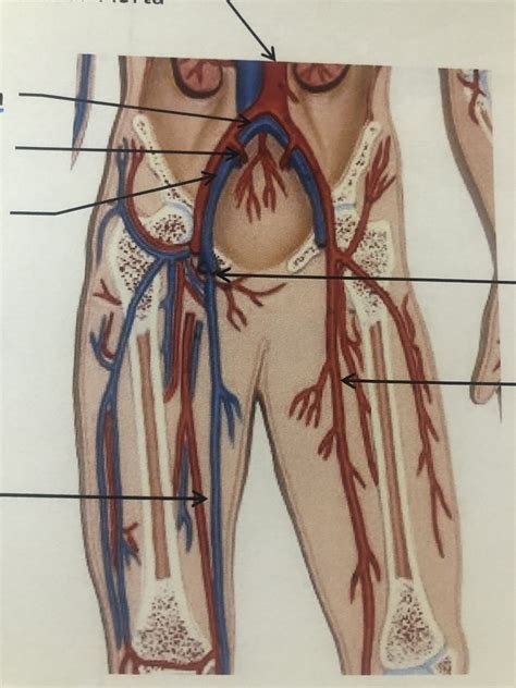 Bottom Veins And Arteries Diagram Quizlet