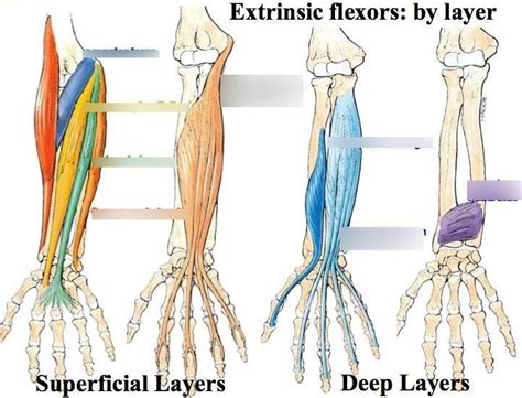 Anterior Intermediate Deep Layer Forearm Diagram Quizlet