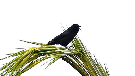 Pássaro preto cantando ao vivo na natureza para relaxar e estimular