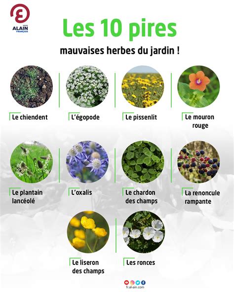 Les Pires Mauvaises Herbes Du Jardin